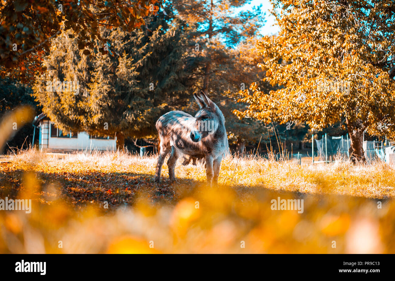 Donkey stands hi-res stock photography and images - Alamy