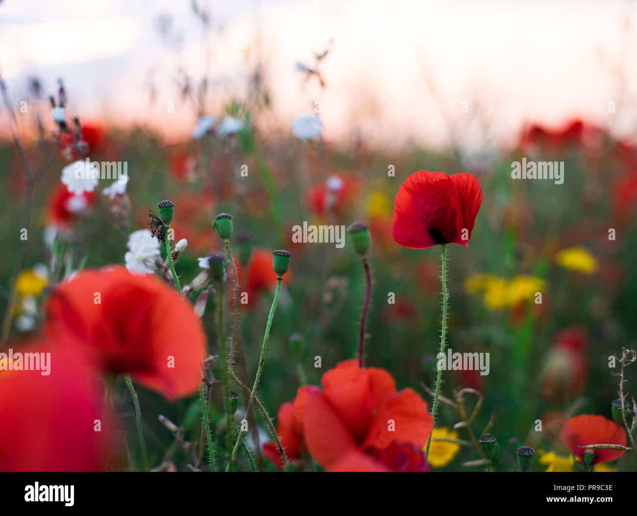 Wildflowers field sunset Stock Photo - Alamy