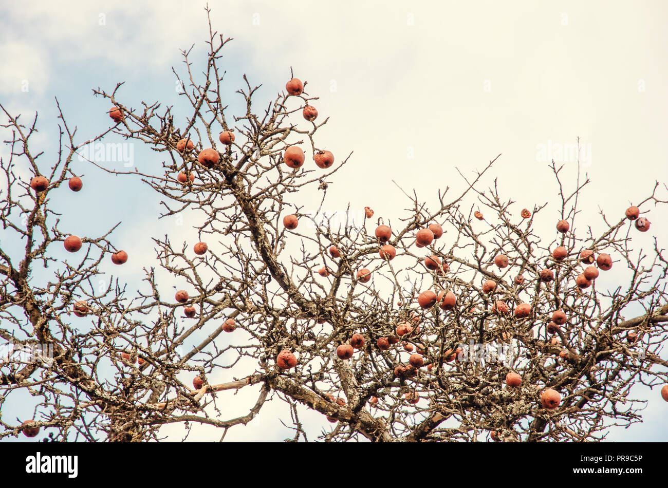 Apple tree without leaves and with fruit in winter. Seasonal natural ...