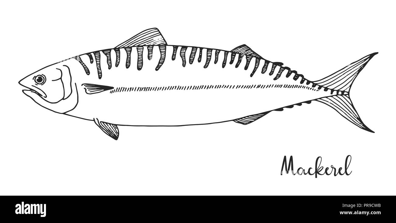 Hand drawn mackerel. Vector illustration in sketch style Stock Vector ...