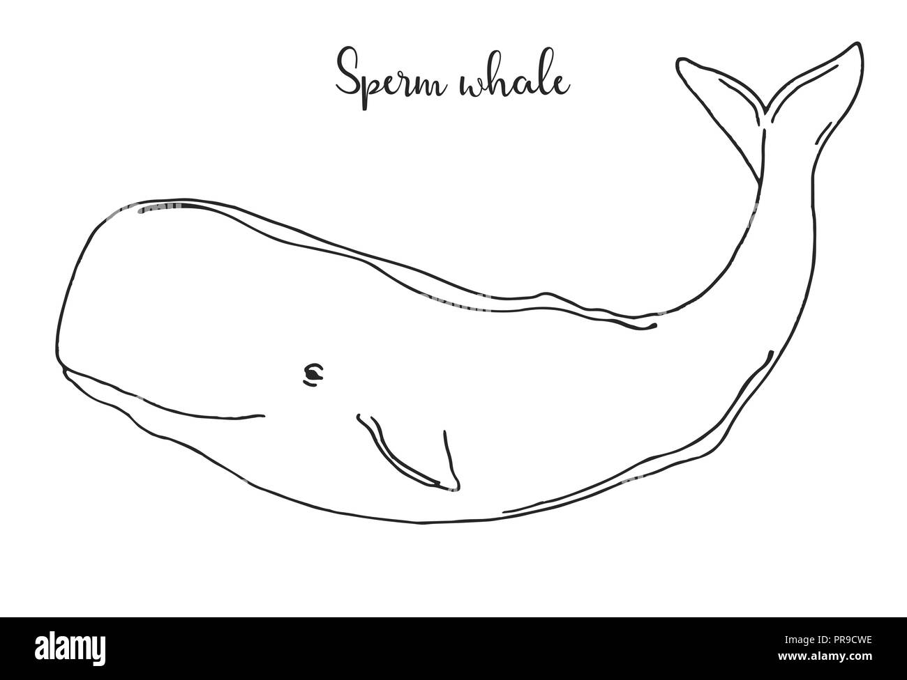 Hand drawn sperm whale. Vector illustration in sketch style Stock ...