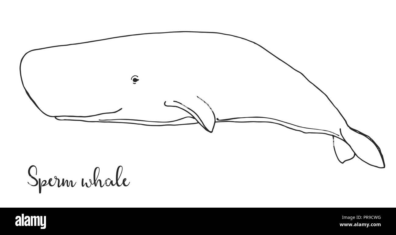 Hand drawn sperm whale. Vector illustration in sketch style Stock ...