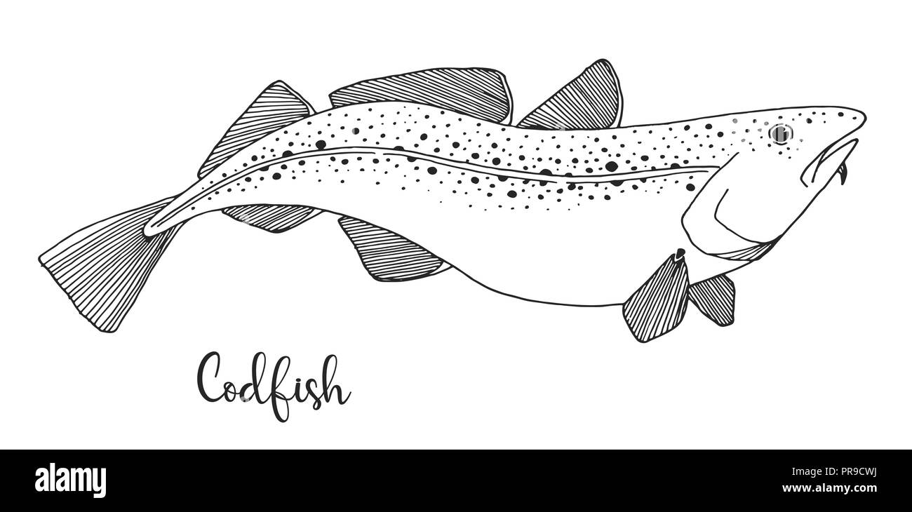 Hand drawn codfish. Vector illustration in sketch style Stock Vector ...