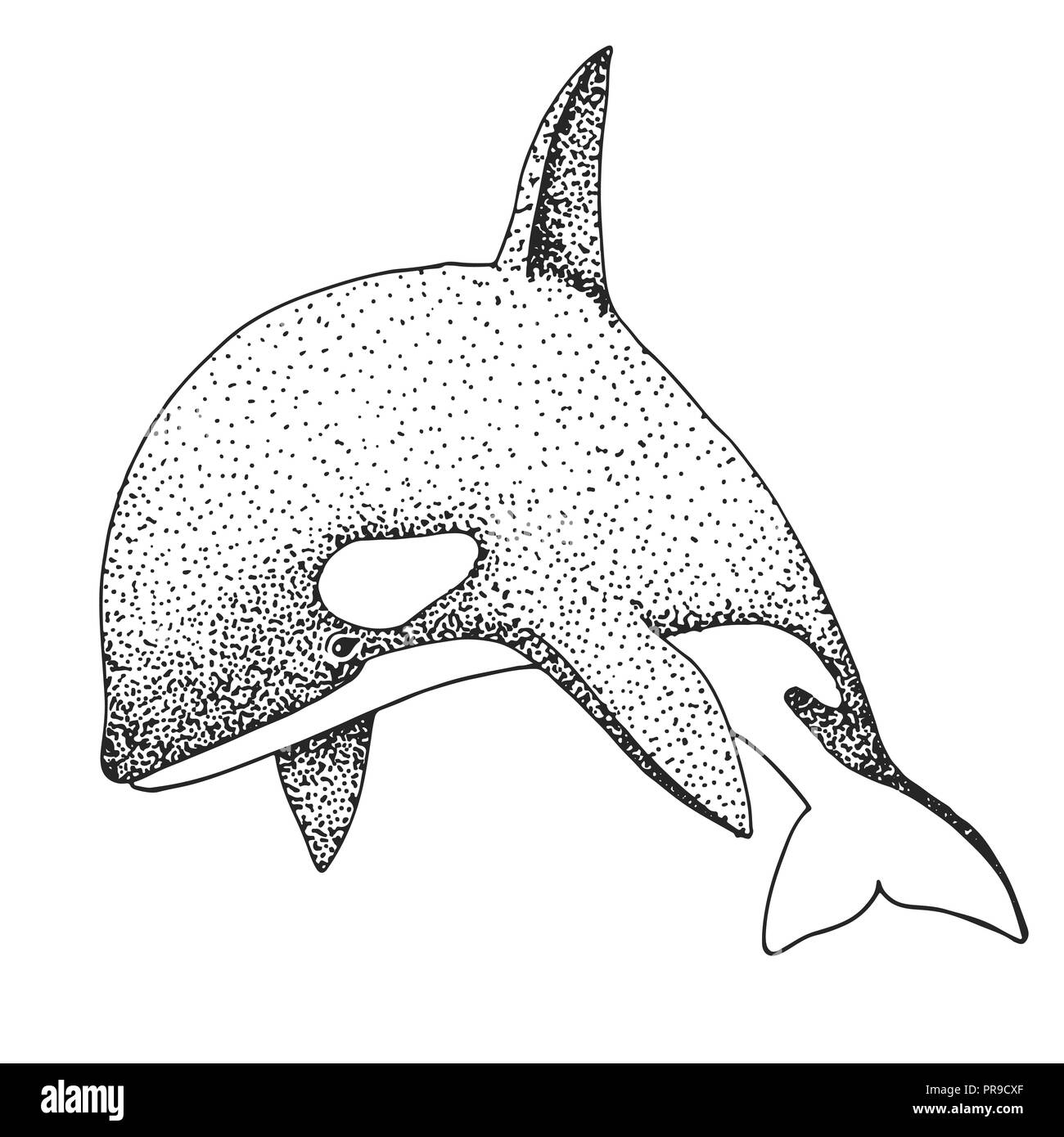 Hand drawn killer whale. Vector illustration in sketch style Stock ...