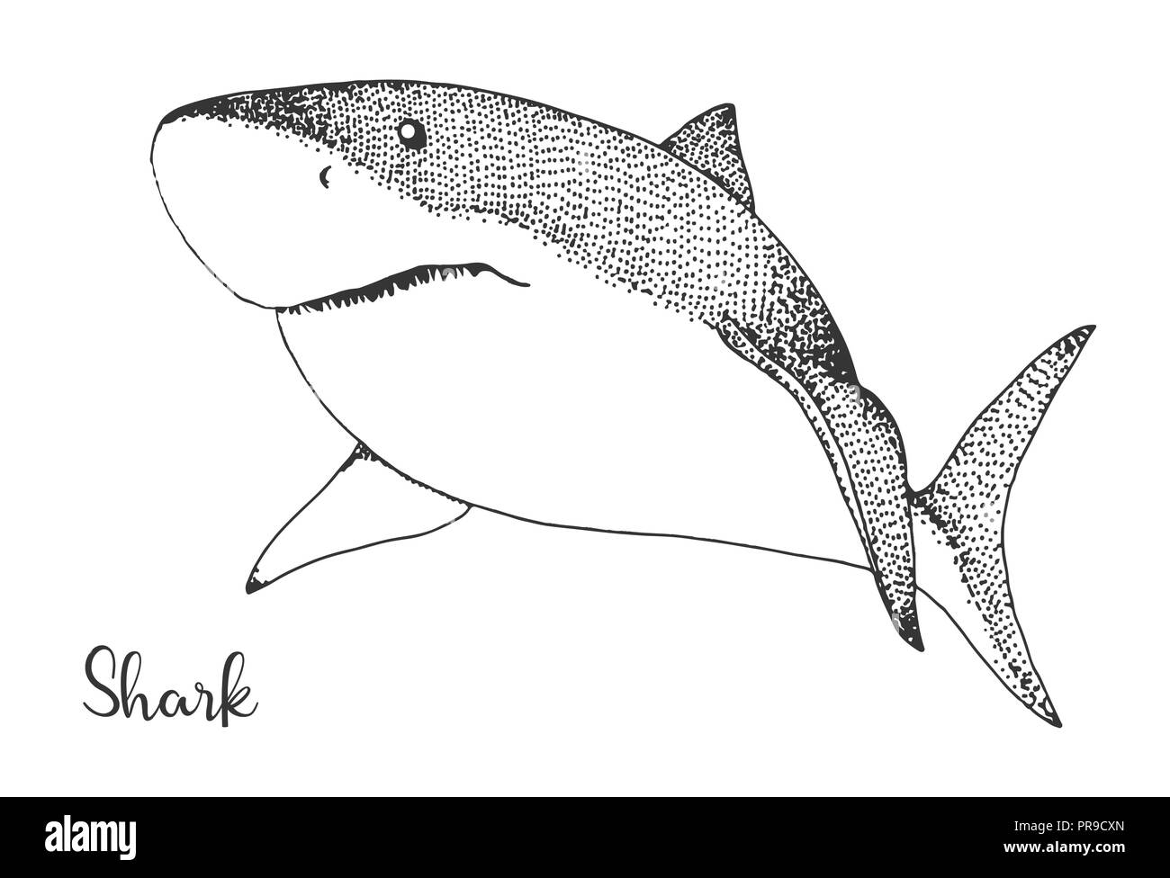 Hand drawn shark. Vector illustration in sketch style Stock Vector ...