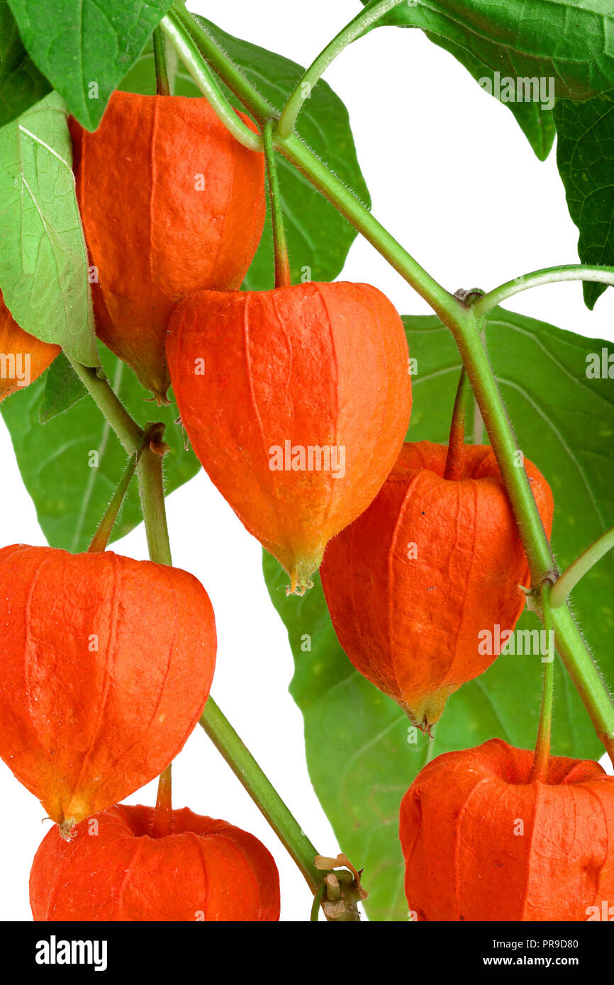 branch of physalis with leaves isolated on white background Stock Photo ...