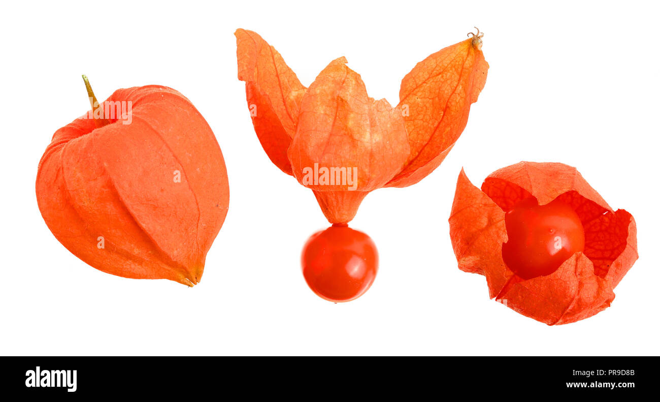 physalis isolated on white background. Top view. Flat lay pattern. Set ...
