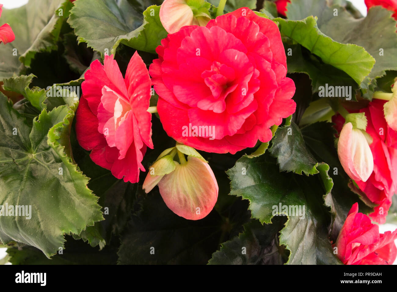 Red Begonia Close Up Stock Photo - Alamy