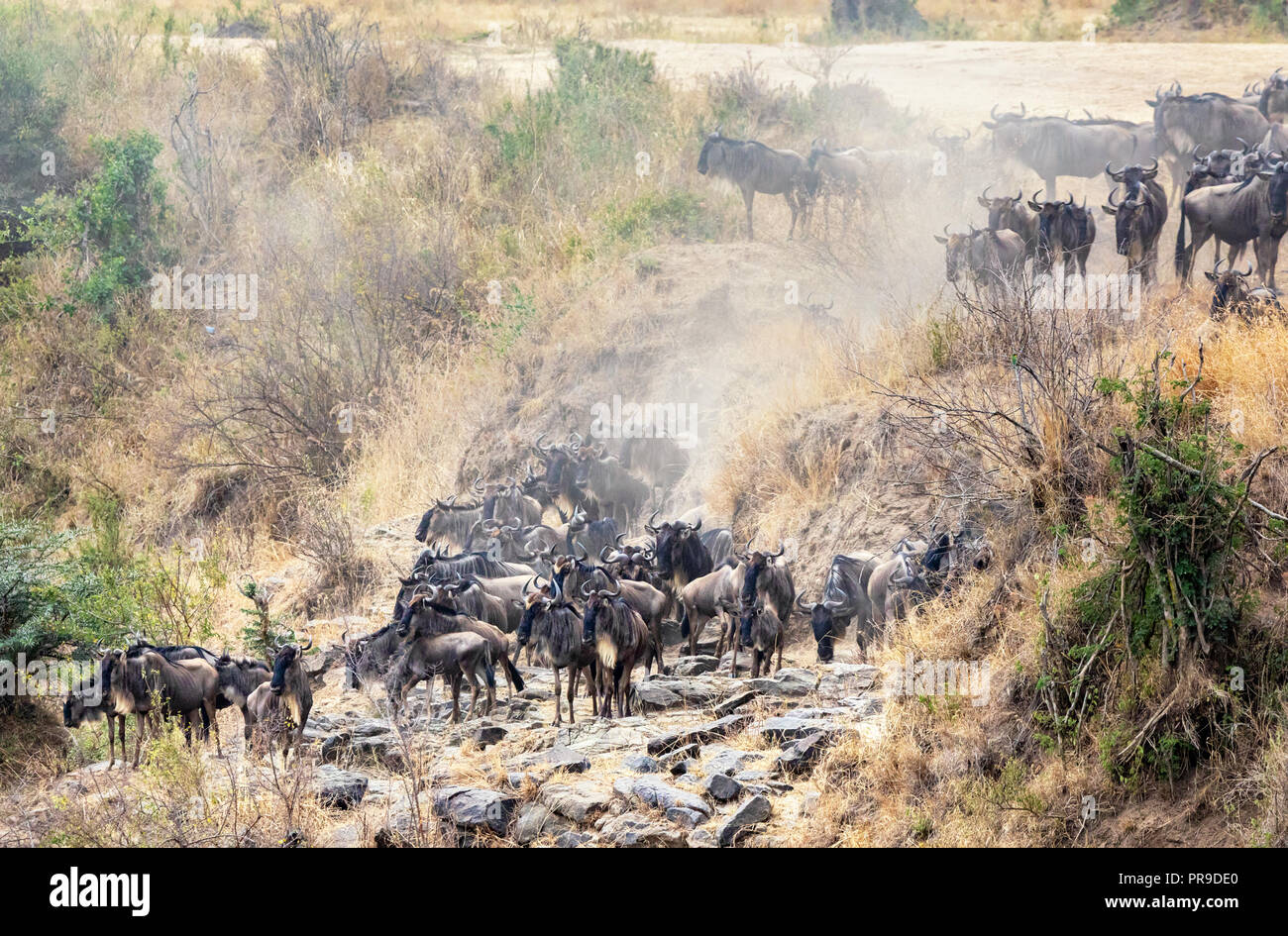 Migrating herd in savanna hi-res stock photography and images - Alamy