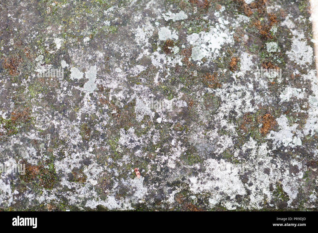 old grey wall retro background texture of the stone Stock Photo - Alamy