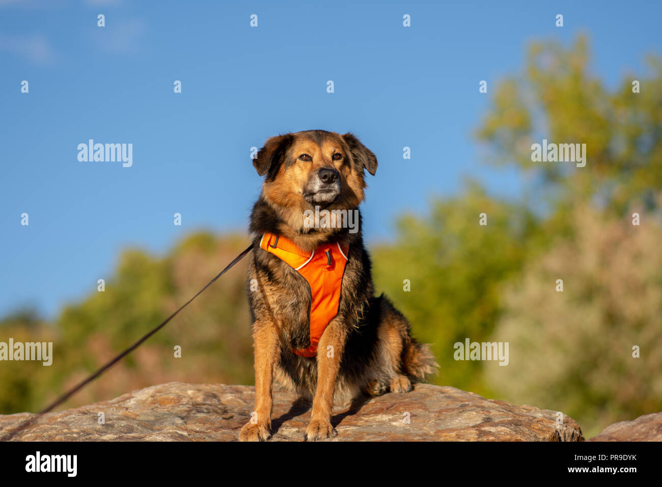 Dog walking on rocks hi-res stock photography and images - Alamy