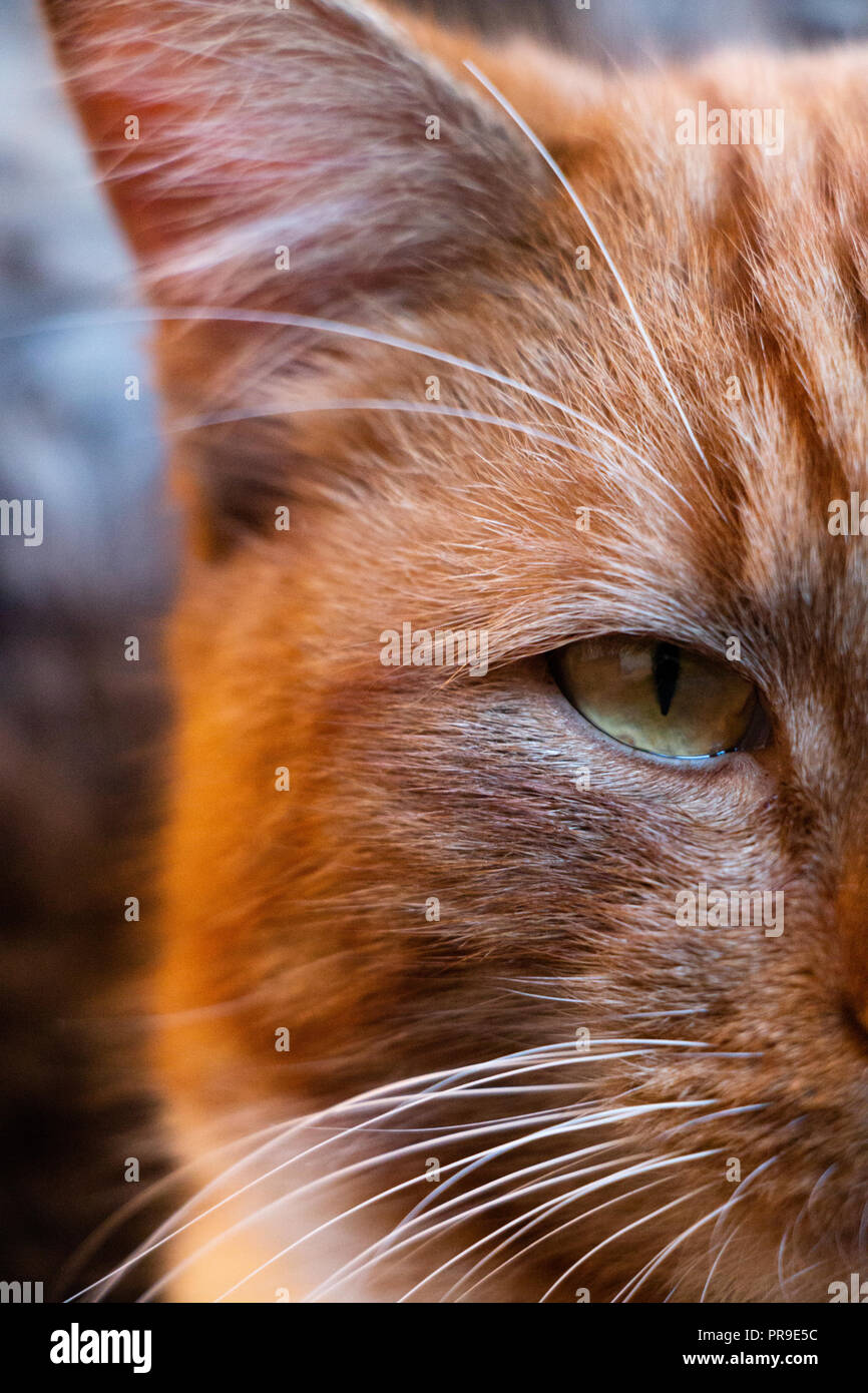 Determined cat hi-res stock photography and images - Alamy