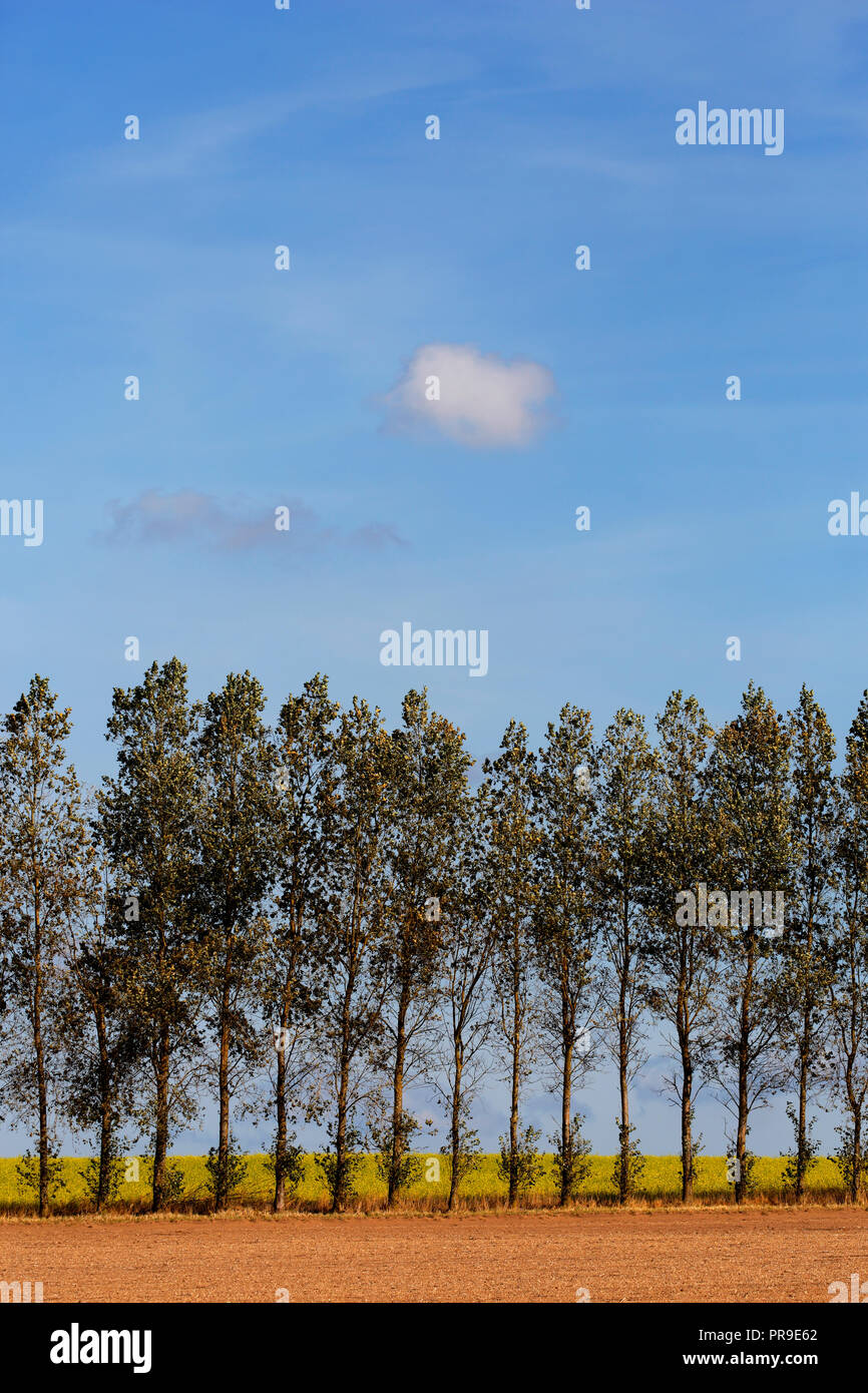 Poplar trees forming a tall windbreak between agricultural fields near ...