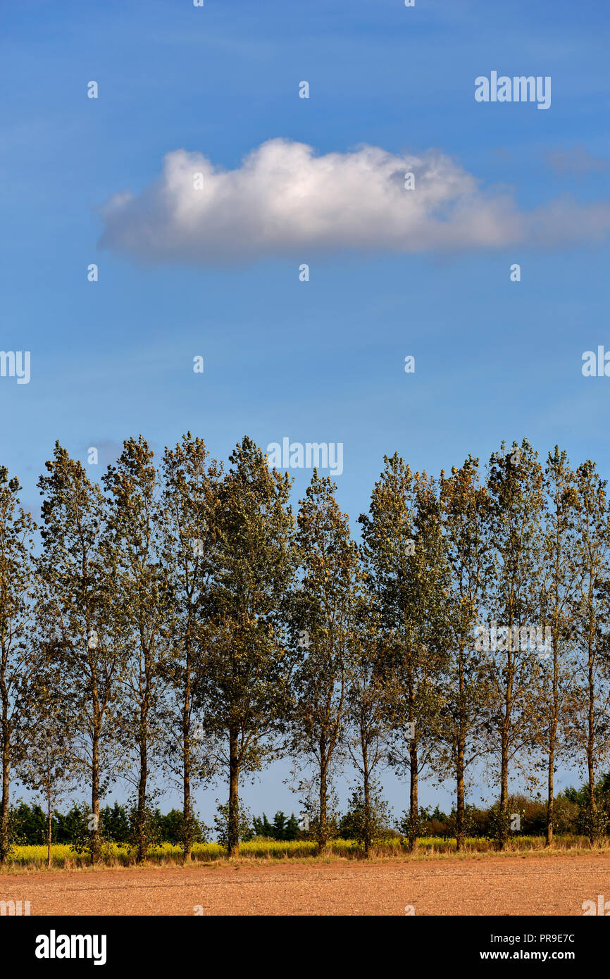 Poplar trees forming a tall windbreak between agricultural fields near ...