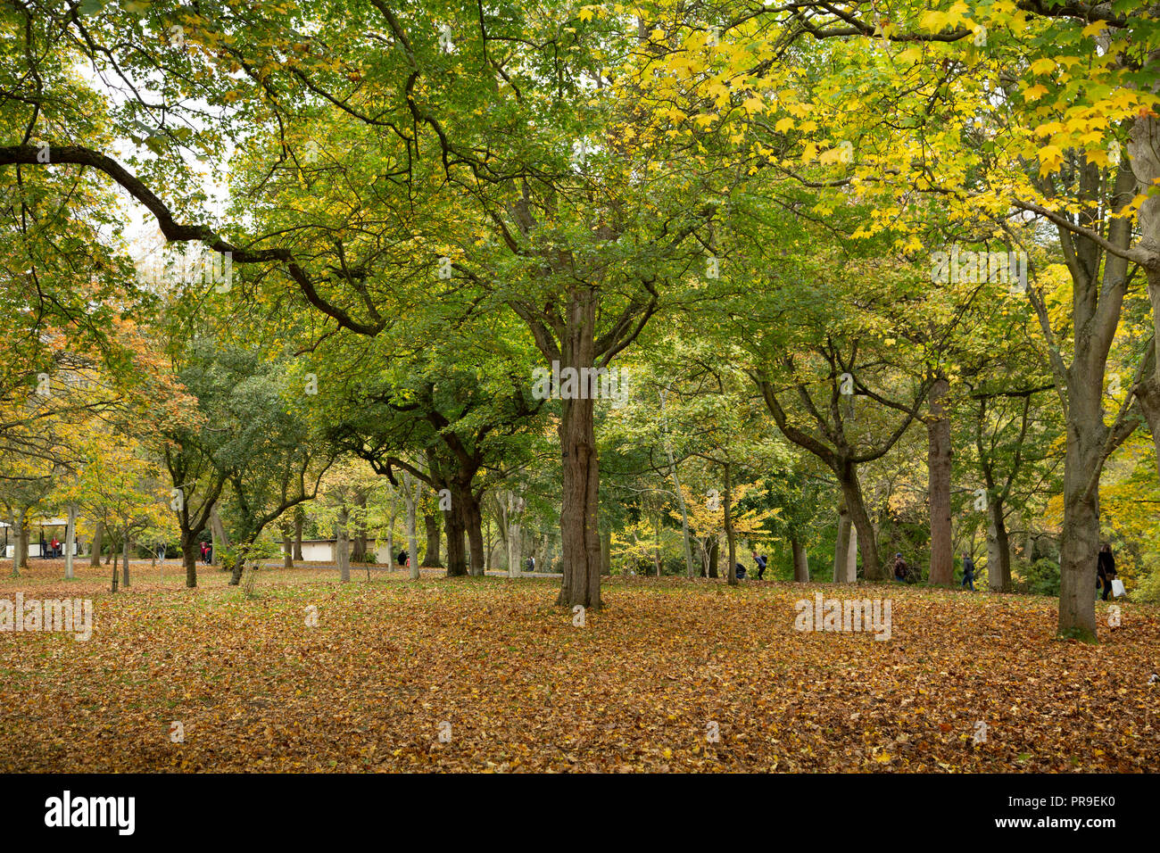 Autumn trees ireland hi-res stock photography and images - Alamy