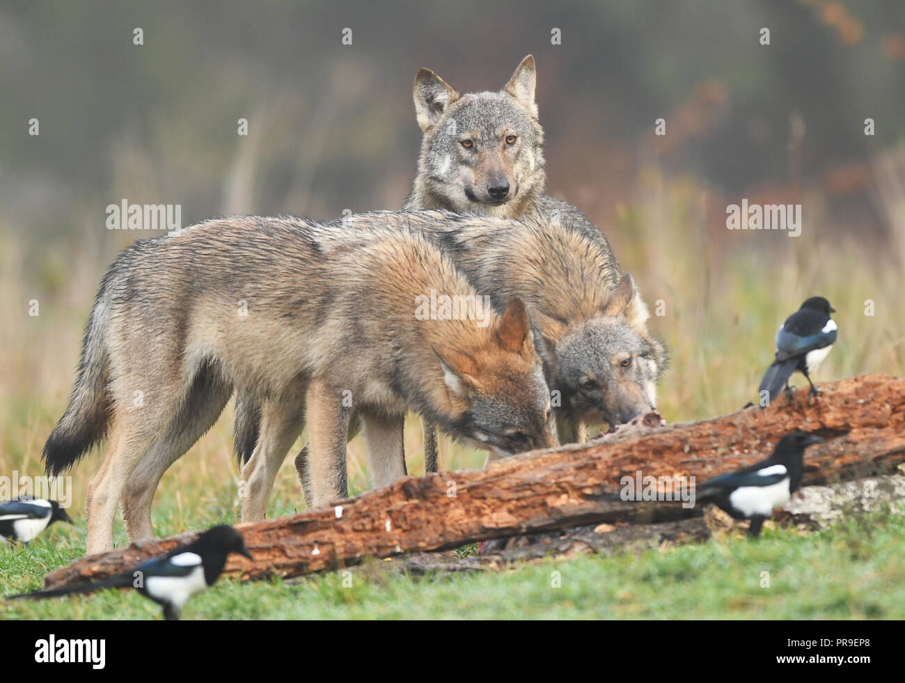 Gray wolf (Canis lupus Stock Photo - Alamy