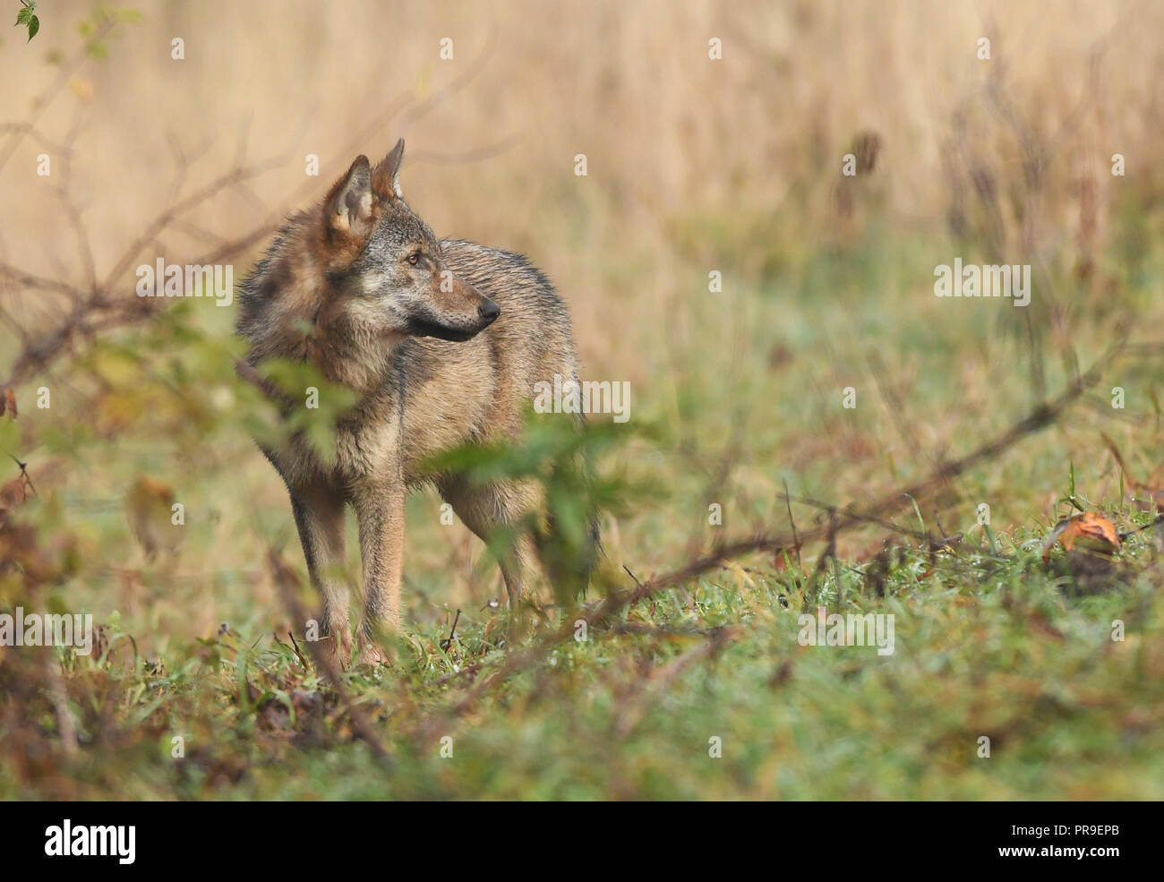 Gray wolf (Canis lupus Stock Photo - Alamy