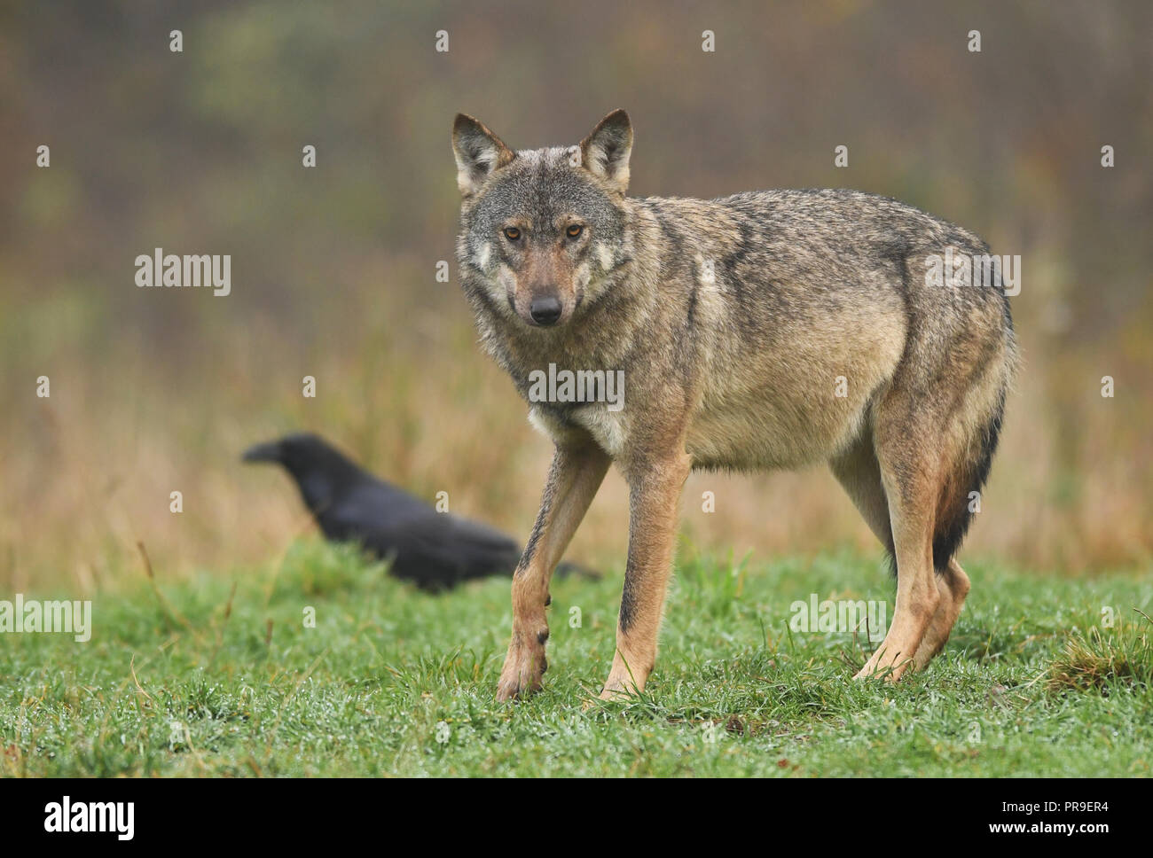 Gray wolf (Canis lupus Stock Photo - Alamy