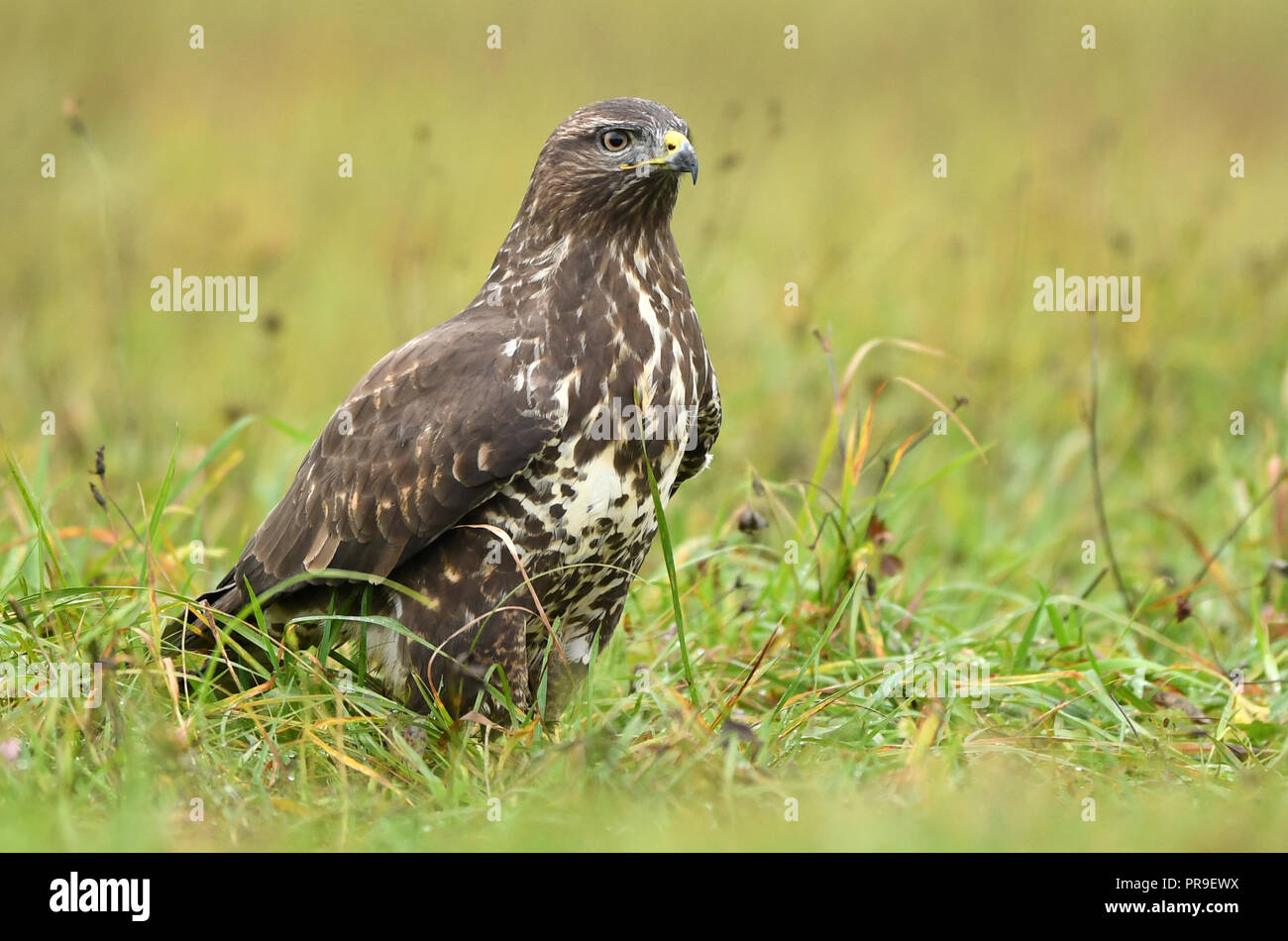 Common buzzard (Buteo buteo Stock Photo - Alamy