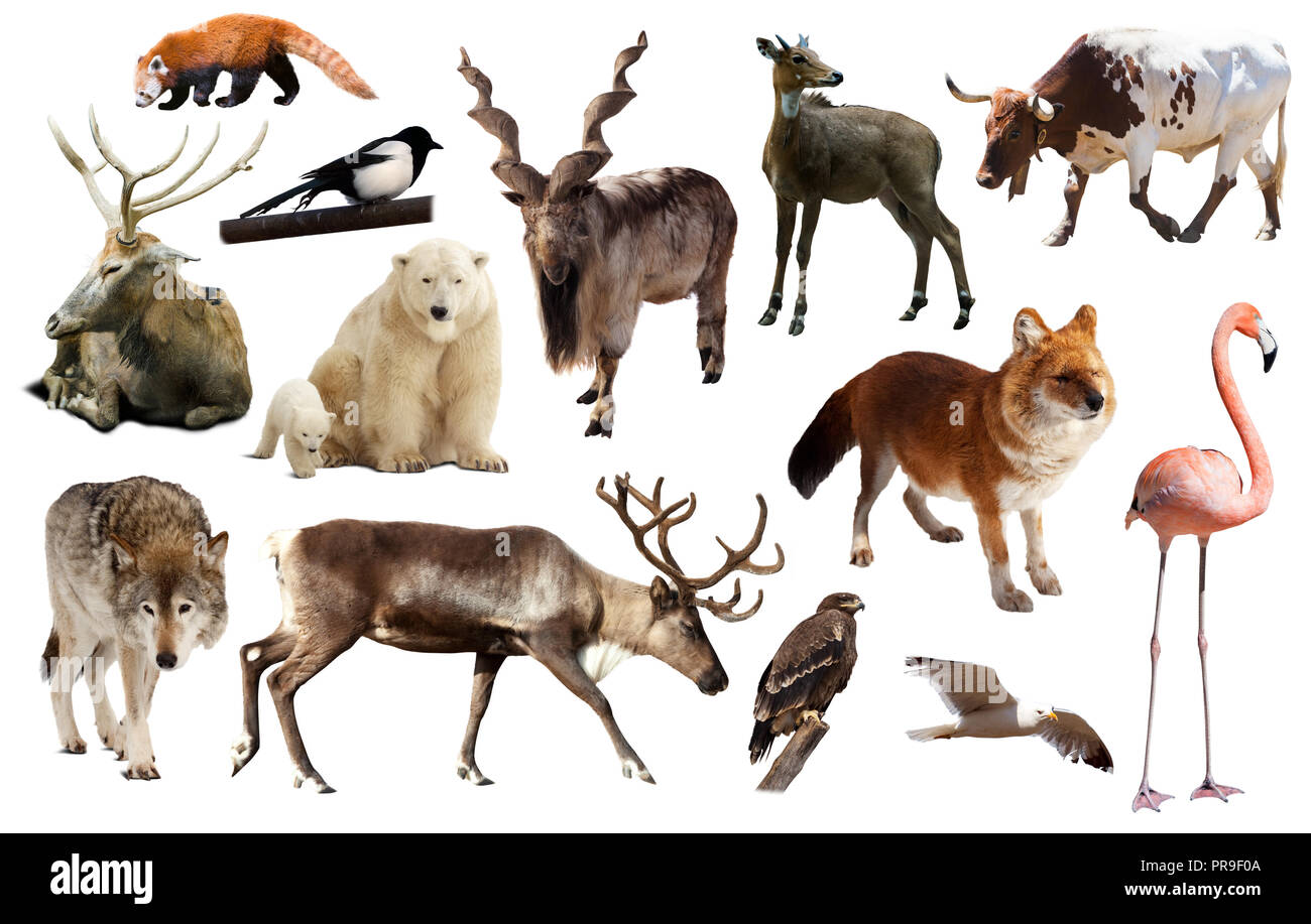 collection of different birds, mammals and reptiles from asia isolated ...