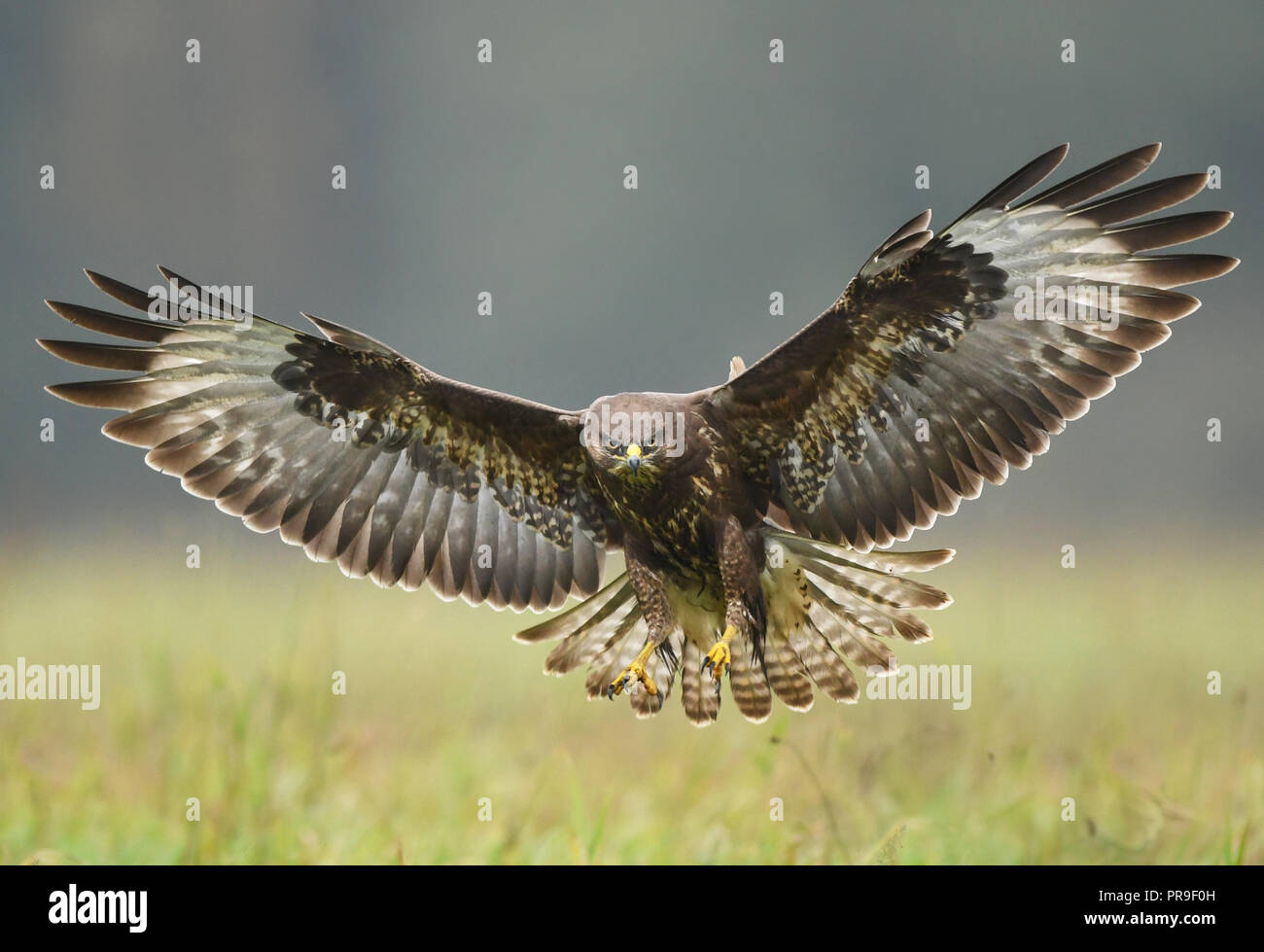 Common buzzard (Buteo buteo Stock Photo - Alamy