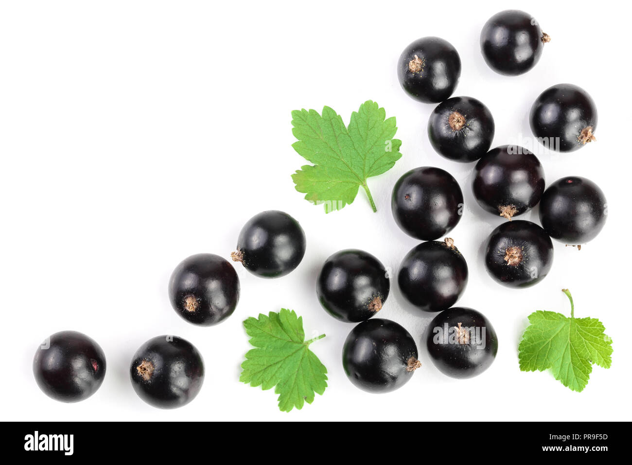 black currant with leaves isolated on white background with copy space ...