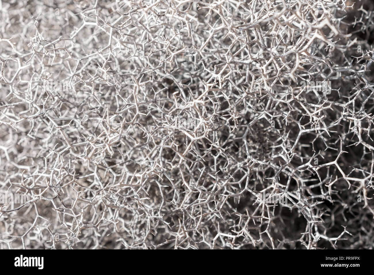 natural pattern, nature background, plant macro Stock Photo - Alamy