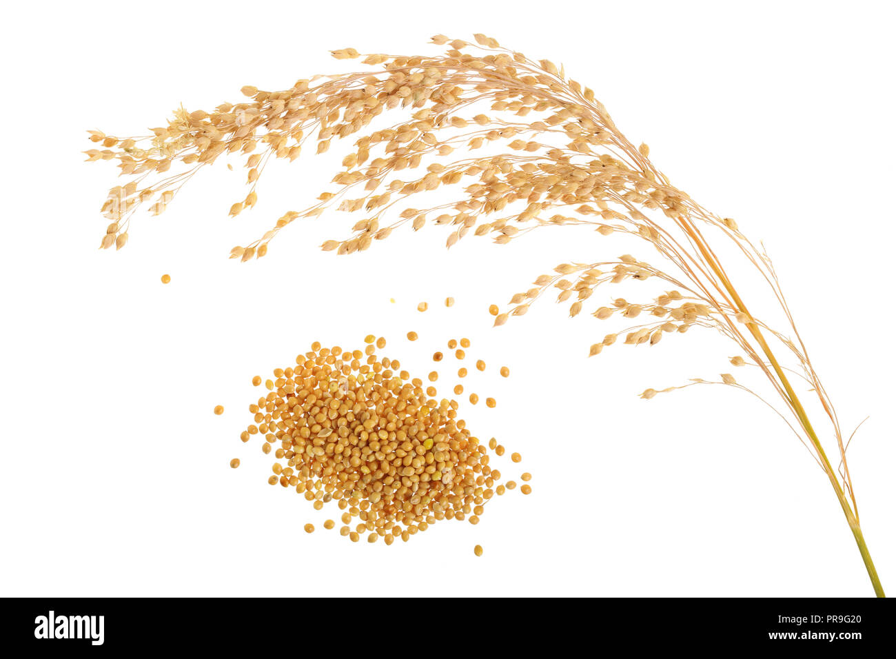 Spikes of millet and grain isolated on white background Stock Photo - Alamy