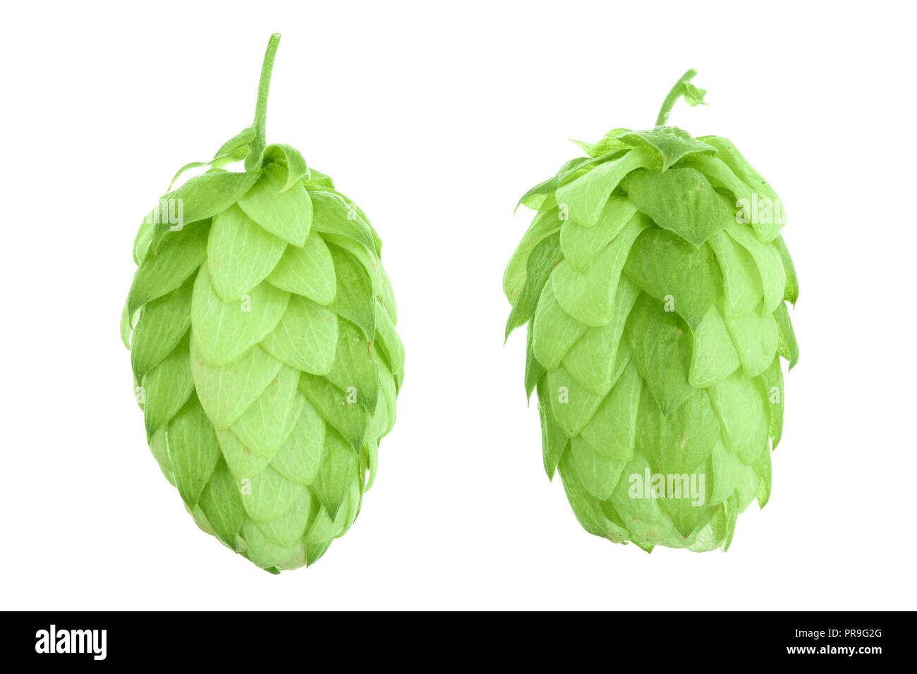 hop cones isolated on white background close-up Stock Photo - Alamy