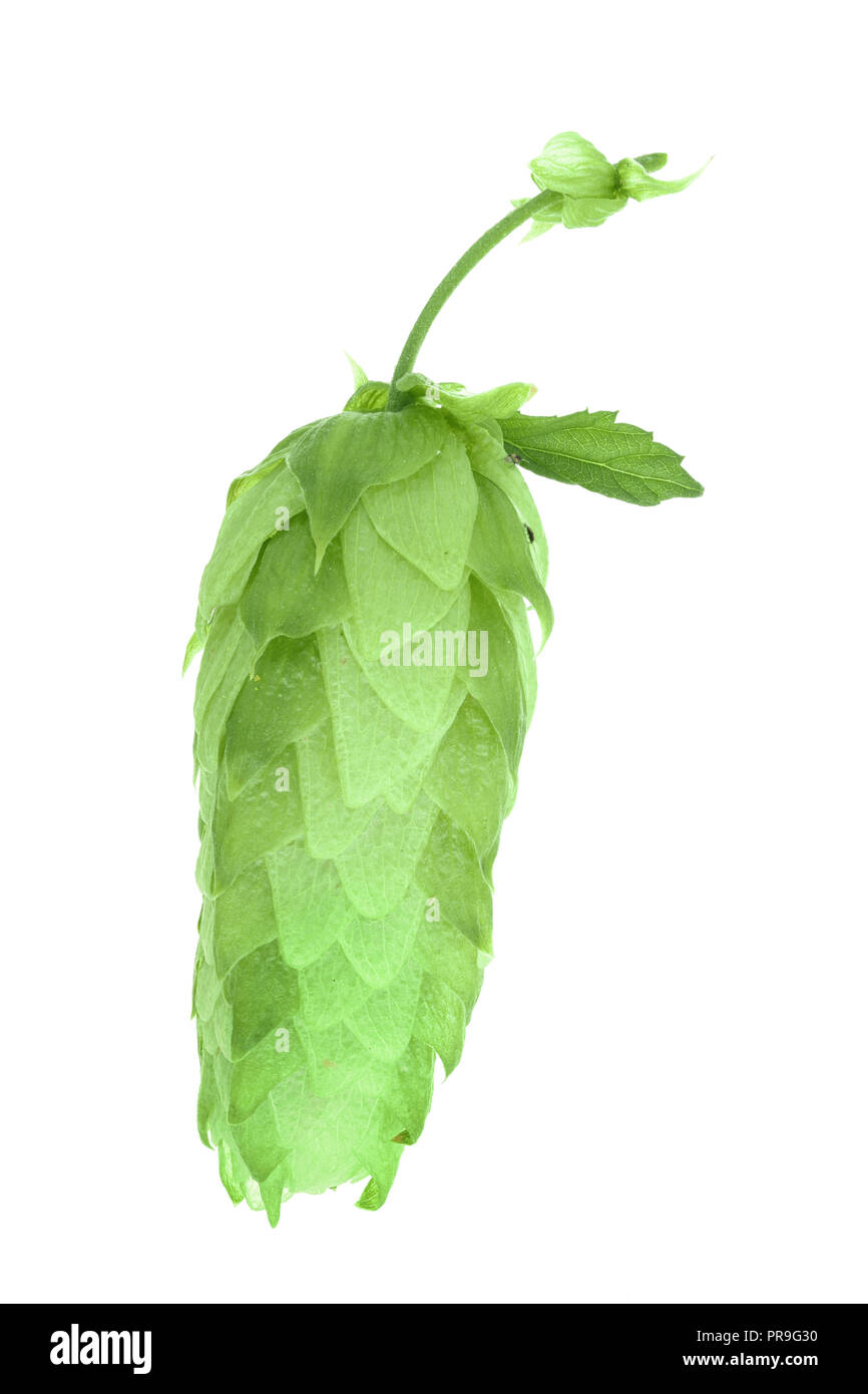 hop cones with leaf isolated on white background close-up Stock Photo ...