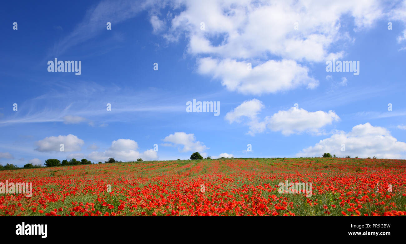 Summer landscape with poppy fields Stock Photo - Alamy