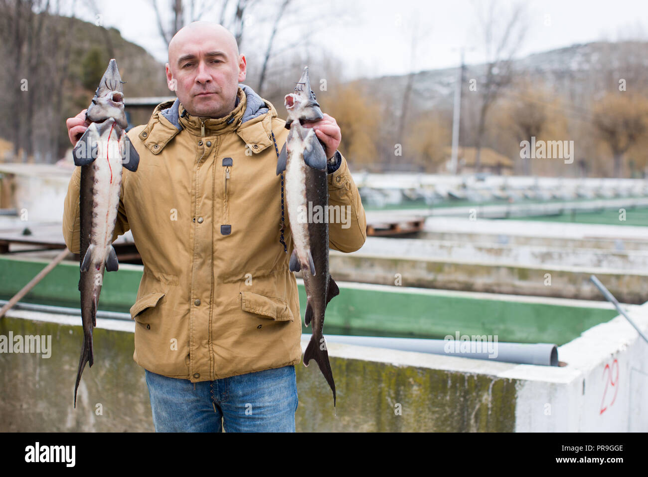 Portrait of successful owner of sturgeon farm showing grown fish ...