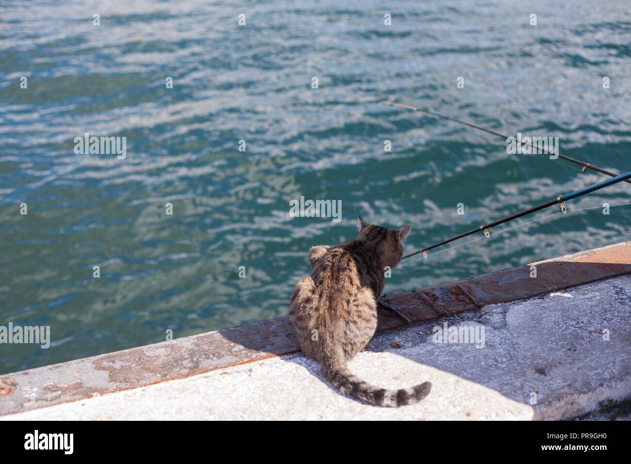 the cat looks like a fisherman catches a fish fishing Stock Photo - Alamy
