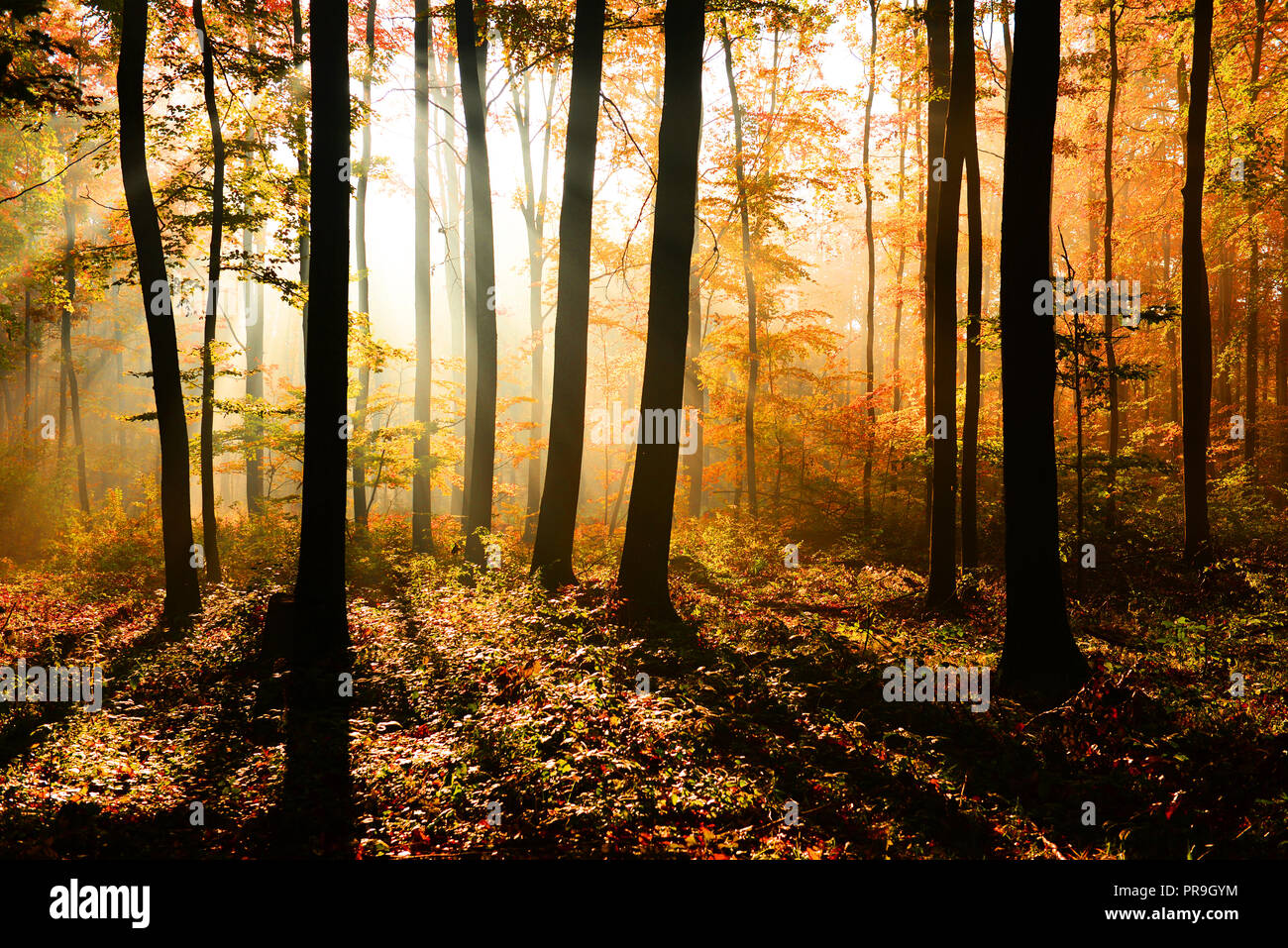 Morning in the forest Stock Photo - Alamy