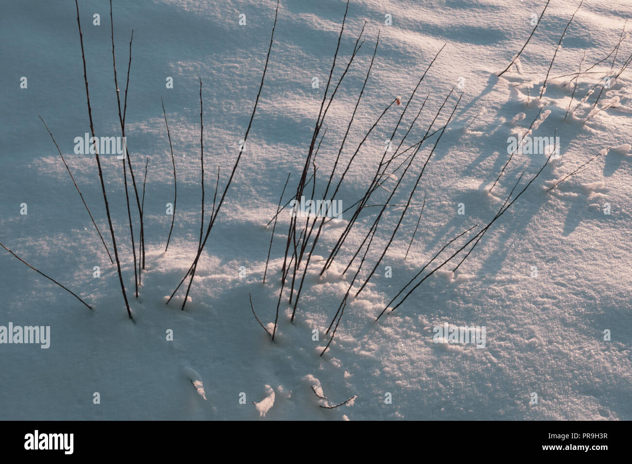 Frozen Snow Sticks High Resolution Stock Photography and Images - Alamy