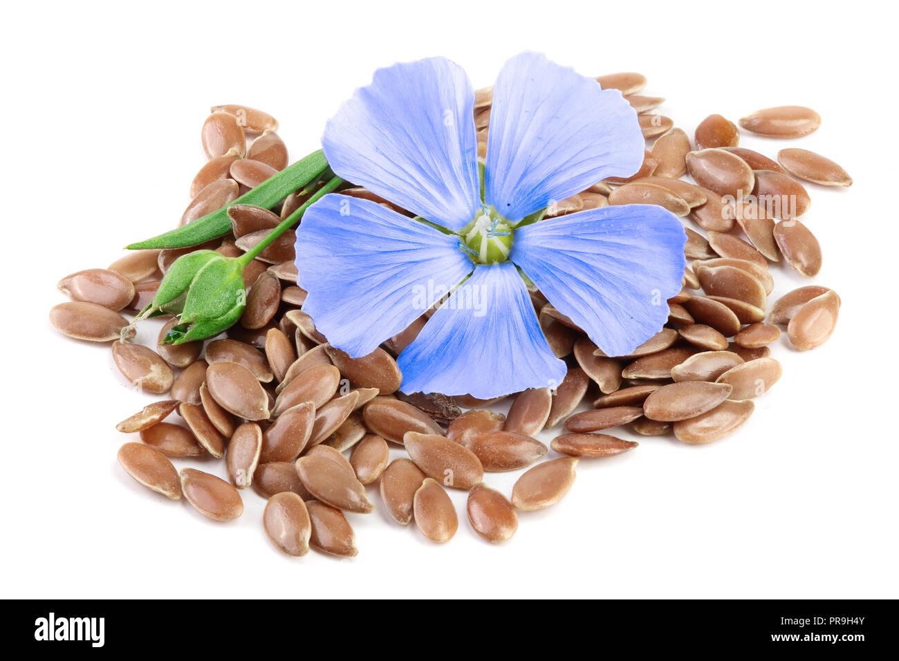 Flaxseed flower hi-res stock photography and images - Alamy