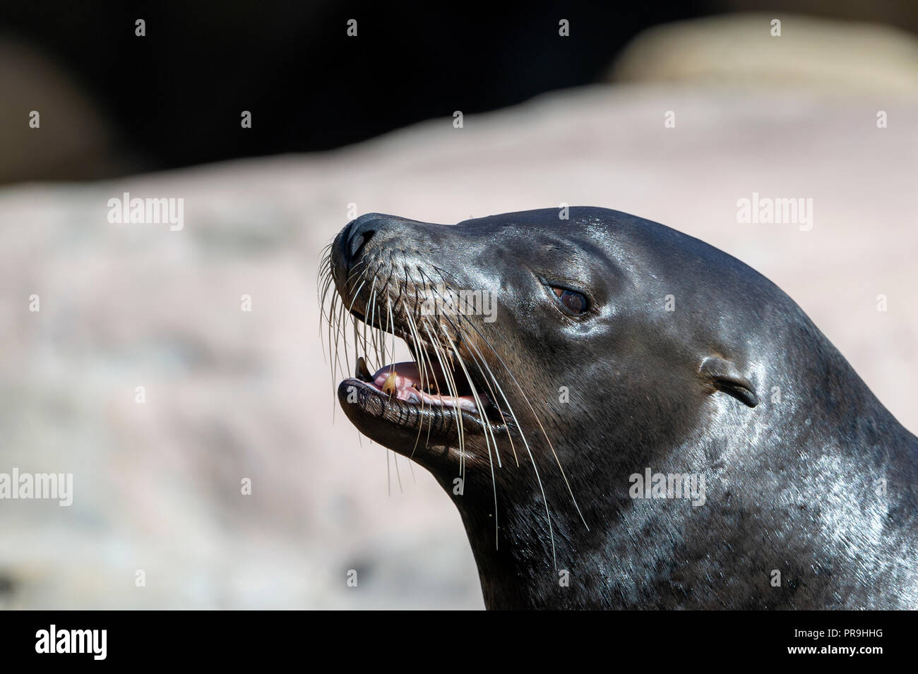Sea lion (head shot Stock Photo - Alamy
