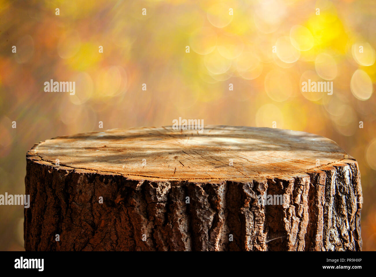 Empty tree trunk for display montags Stock Photo - Alamy