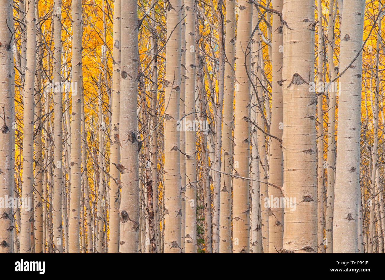 Aspen colors hi-res stock photography and images - Alamy