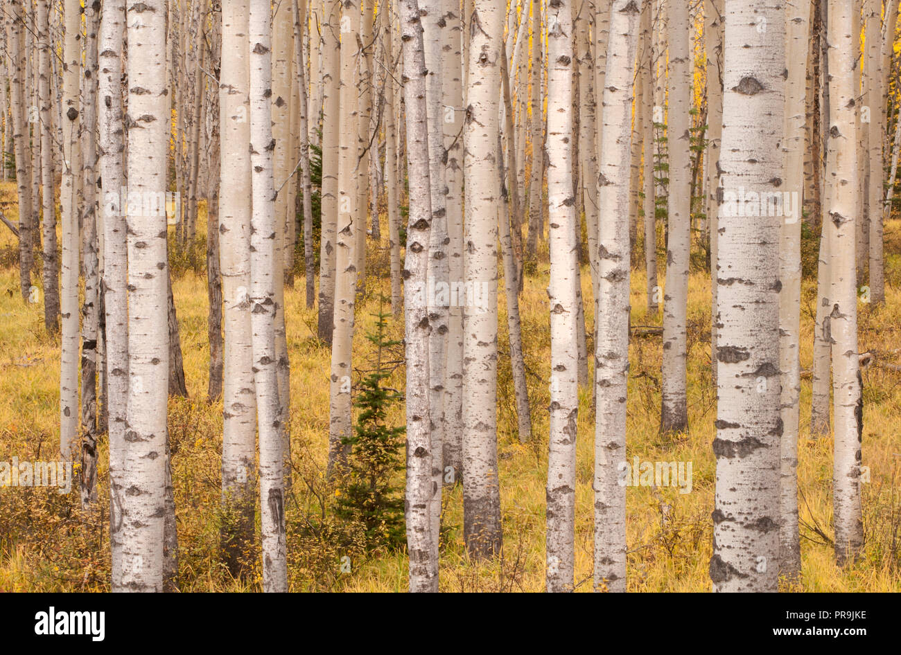 Aspen colors hi-res stock photography and images - Alamy