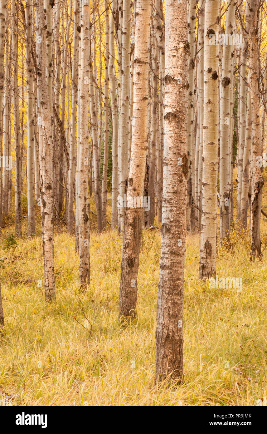 Aspen colors hi-res stock photography and images - Alamy