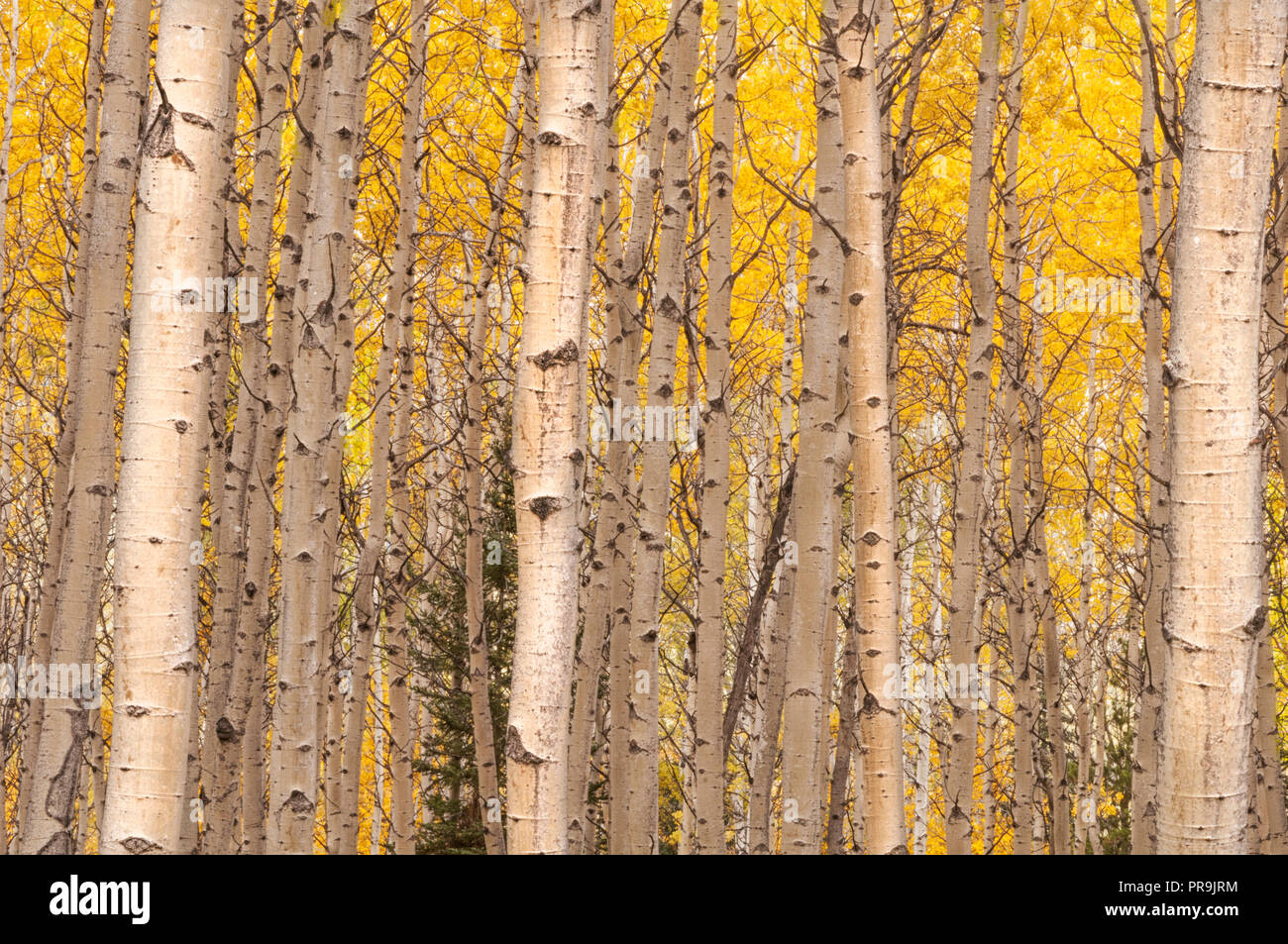 Aspens; Autumn Colors; Denali National Park; Alaska Stock Photo - Alamy