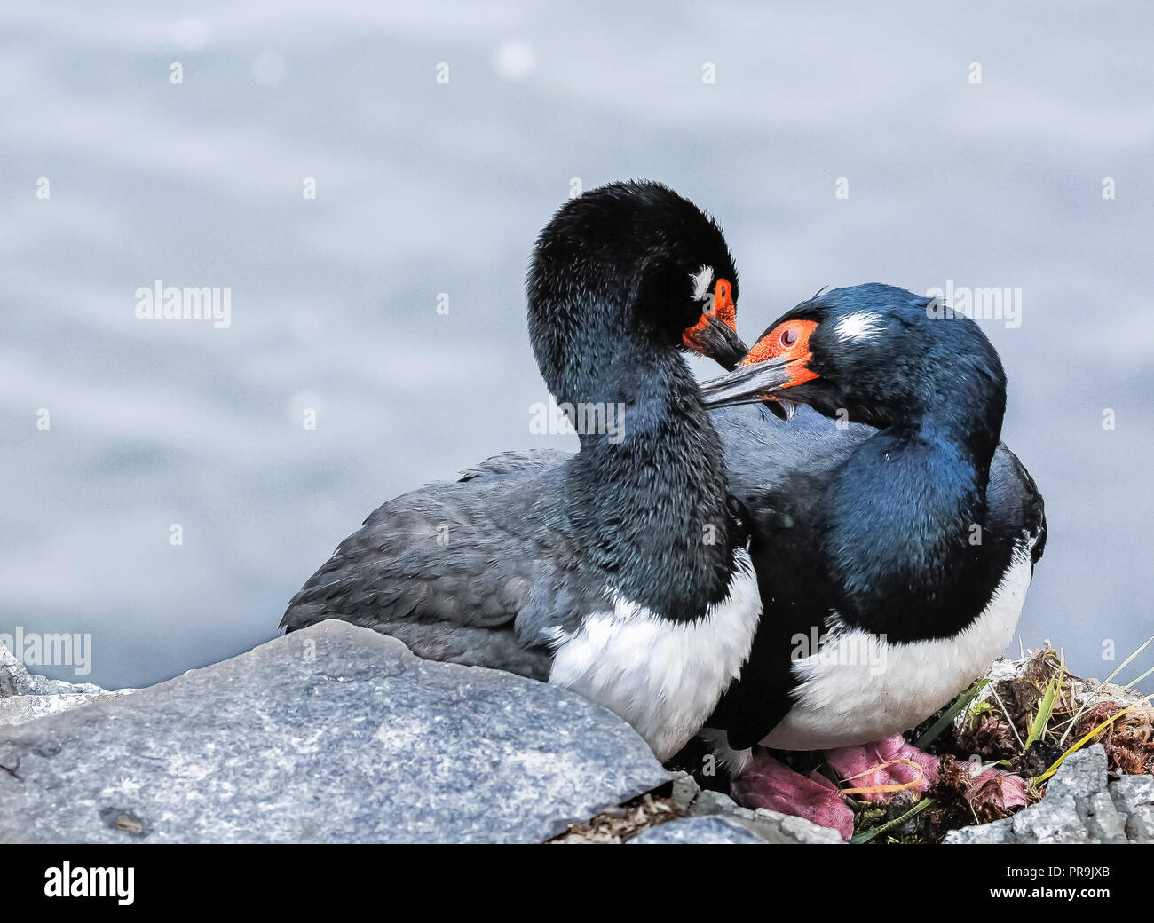 Falklands animals hi-res stock photography and images - Alamy