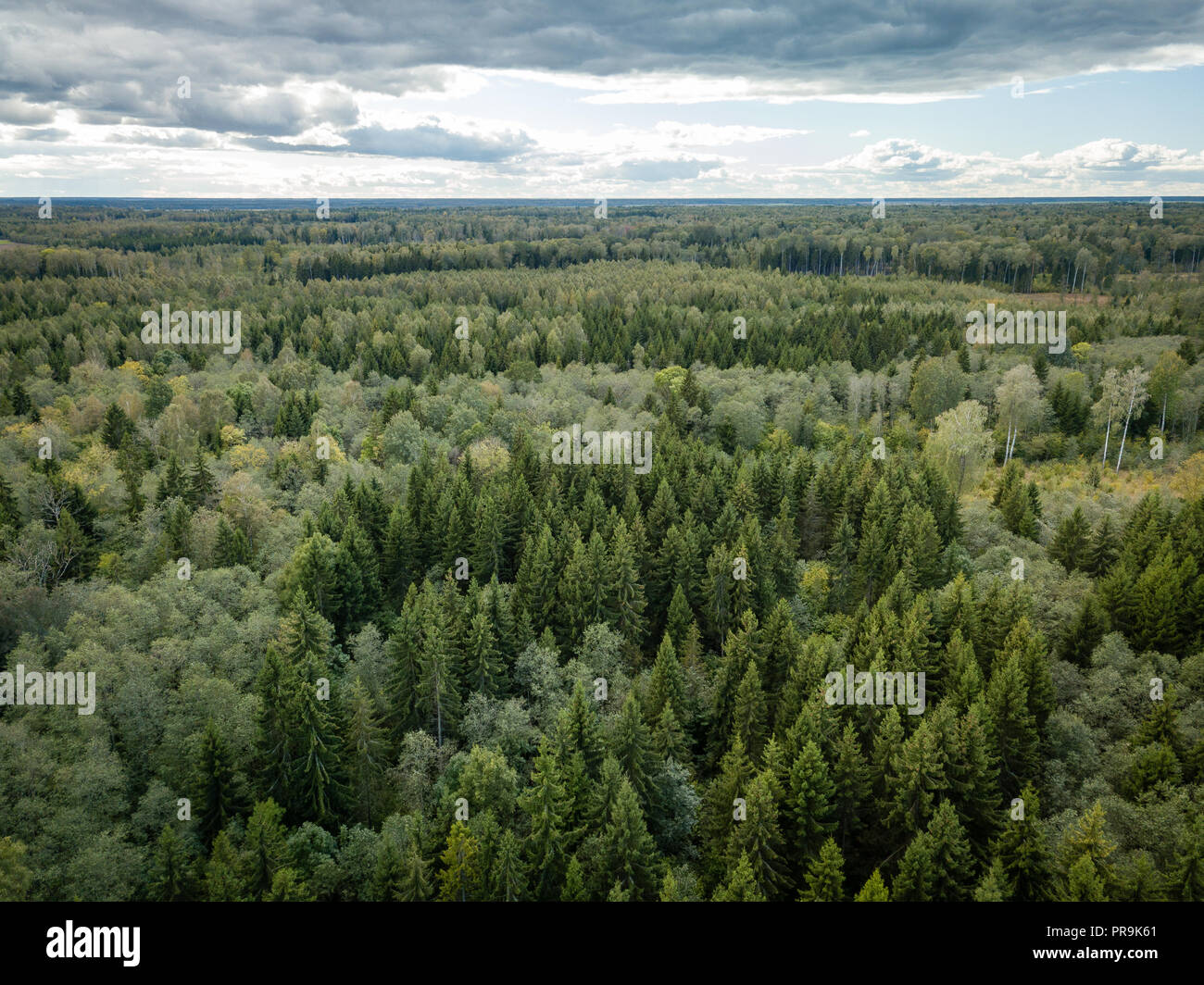 Aerial view of pine forest with heavy clouds in background. Autumn ...