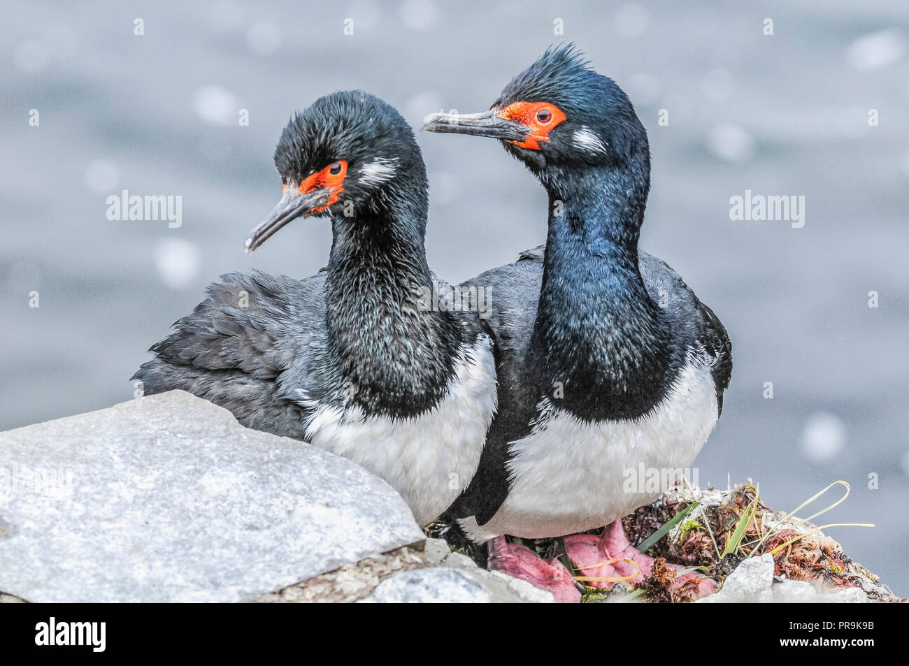 Rock shags in the falklands Stock Photo - Alamy