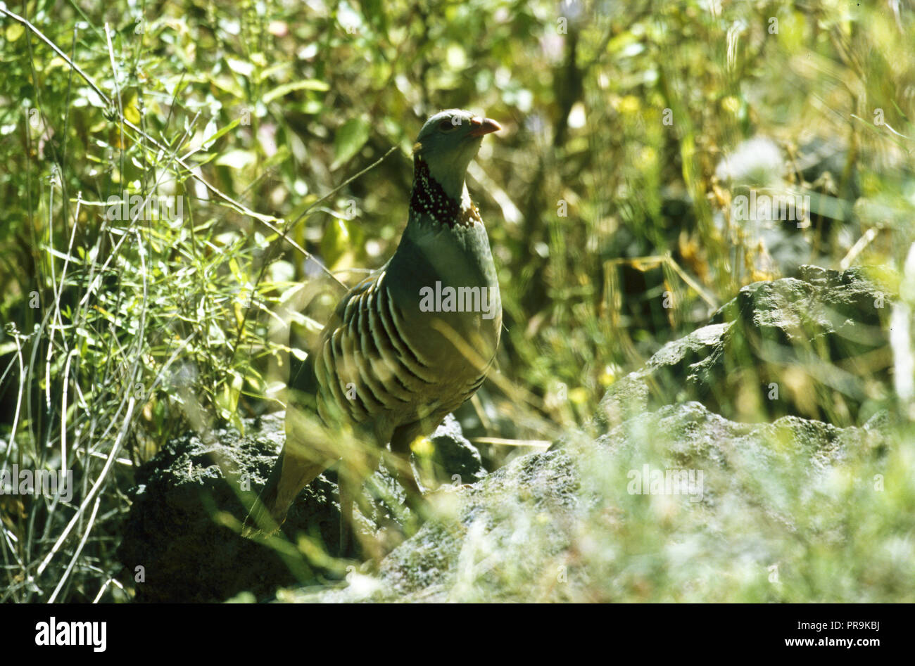 Spanish islands wildlife hi-res stock photography and images - Alamy