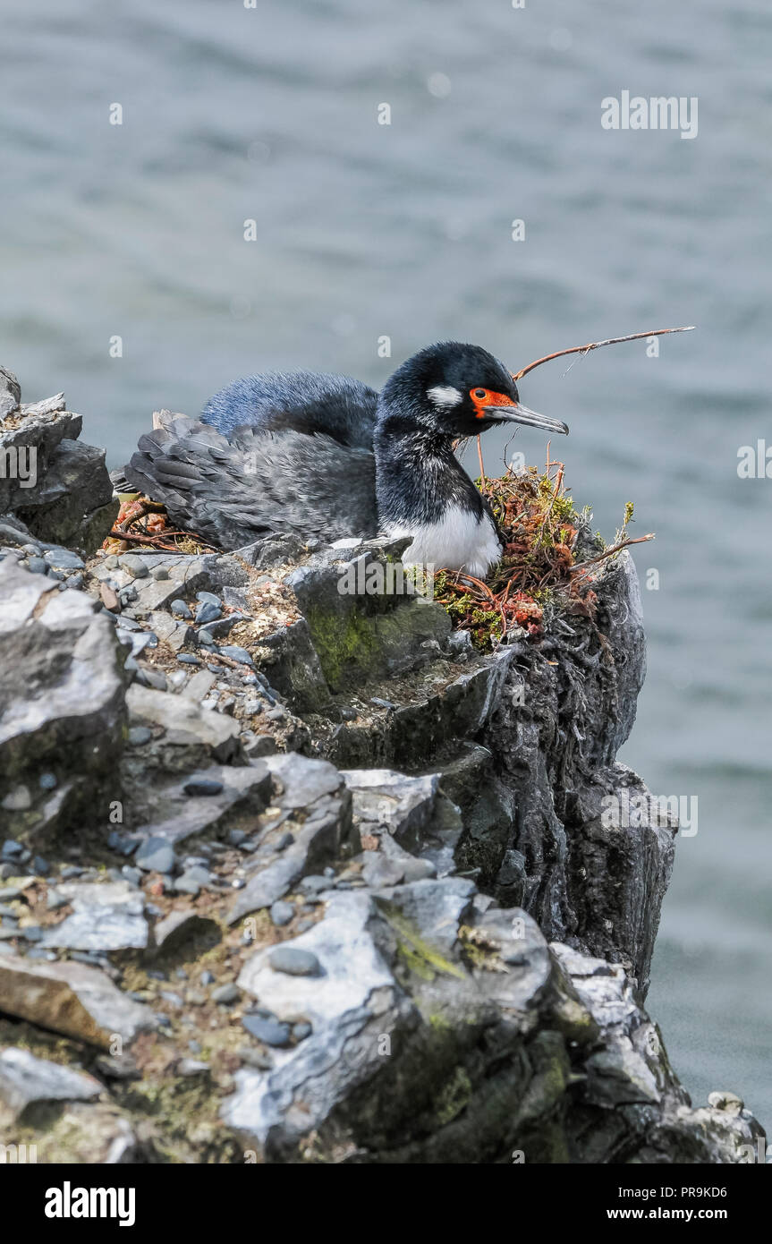 Rock shags in the falklands Stock Photo - Alamy