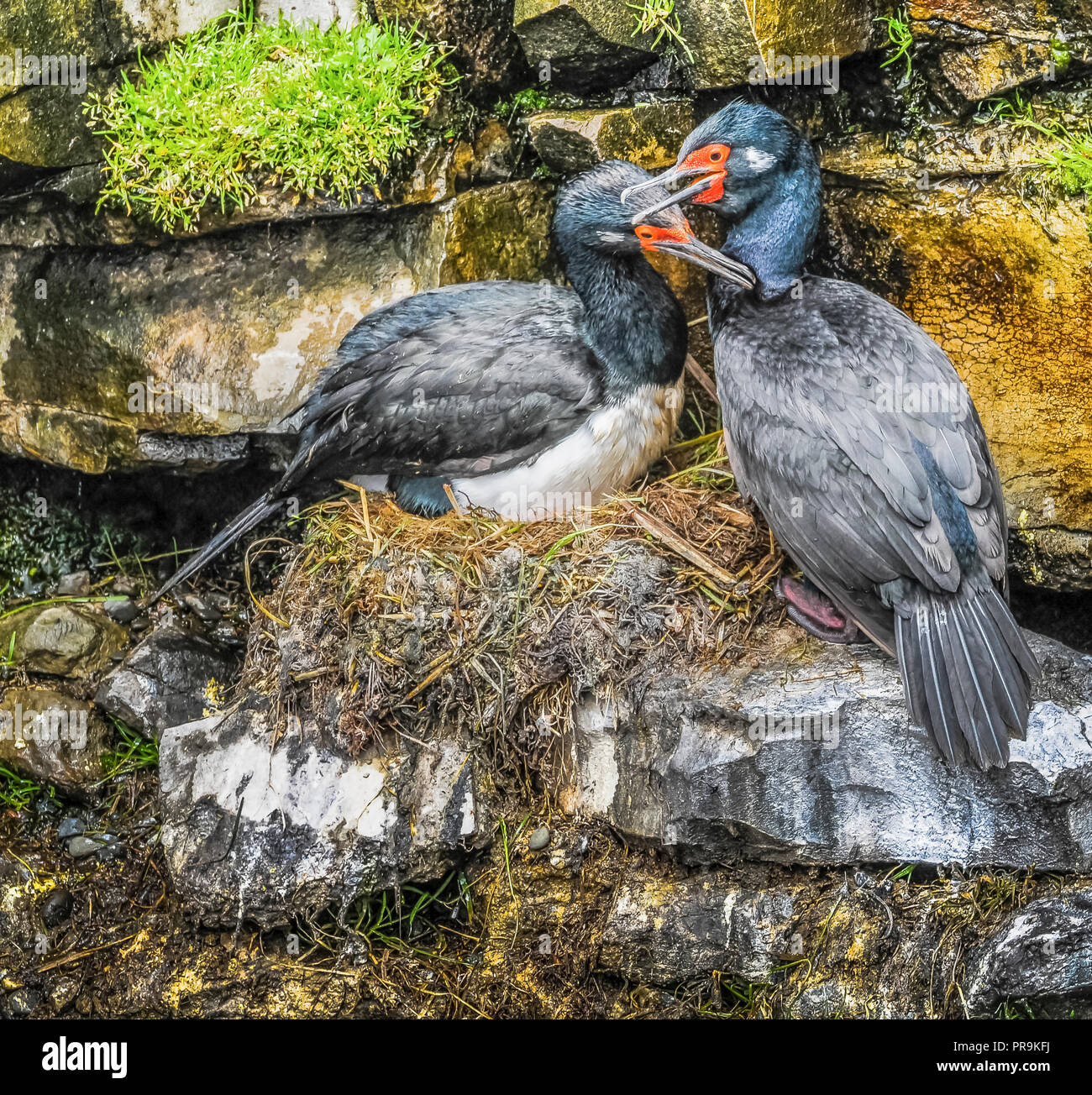 Rock shags in the falklands Stock Photo - Alamy
