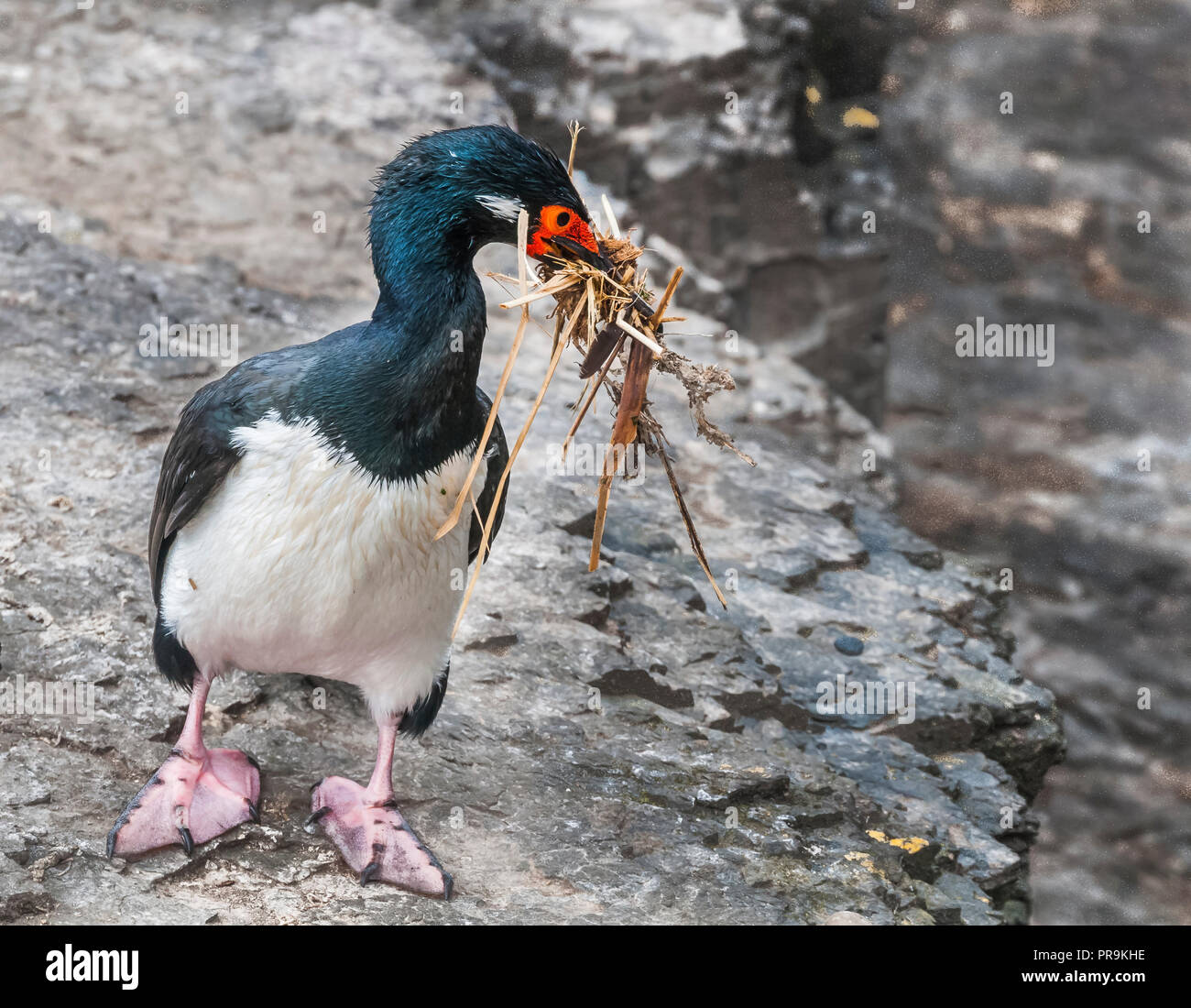 Orange webbed feet hi-res stock photography and images - Alamy