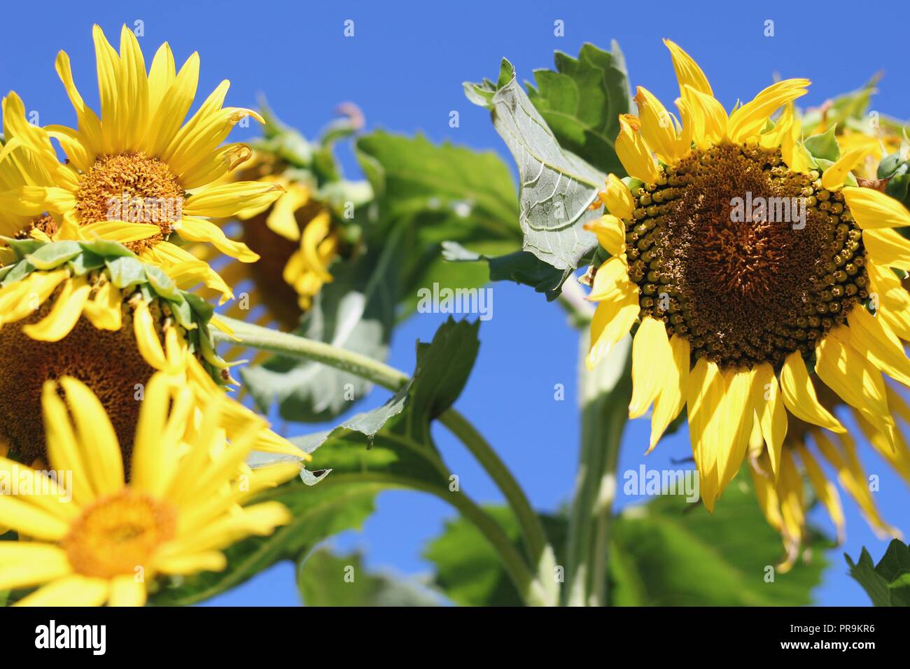 Town of china maine hi-res stock photography and images - Alamy